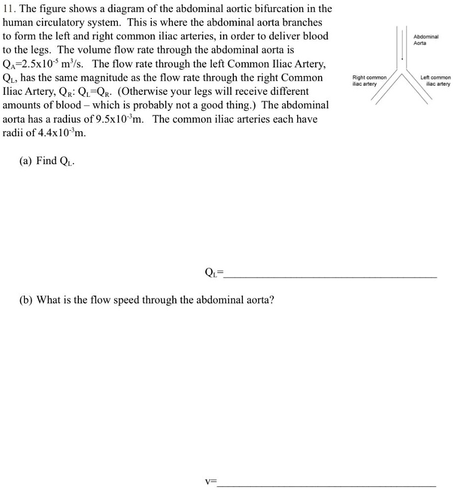 11. The figure shows a diagram of the abdominal aortic bifurcation in ...