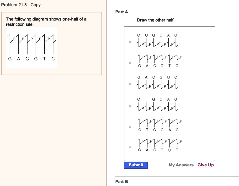 Solved The Following Diagram Shows One Half Of A Restriction Site Draw The Other Half