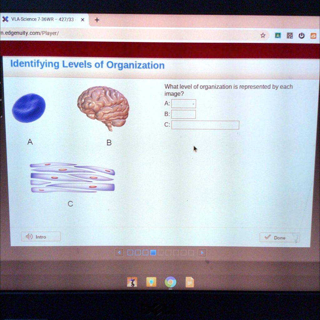 levels of organization what level of organization is represented by ...