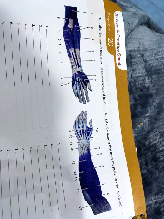 SOLVED: Label the muscles that move the anterior wrist and hand. Label the muscles that move the ...