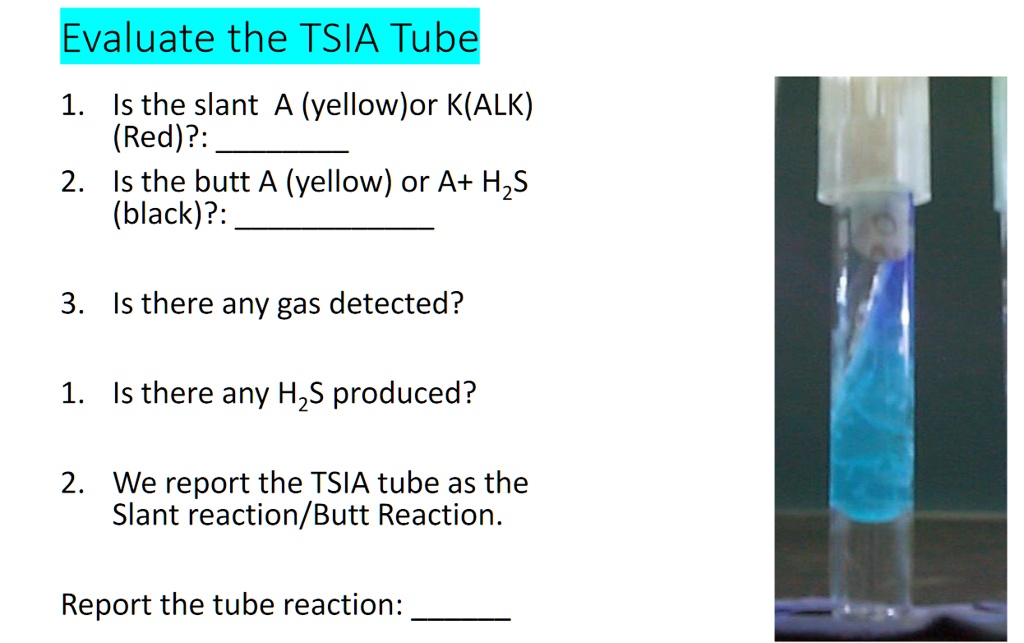 SOLVED:Evaluate the TSIA Tube 1. Is the slant A (yellow)or K(ALK) (Red ...