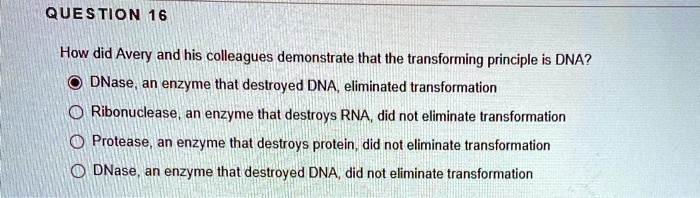 How did Avery and his colleagues demonstrate that the transforming ...