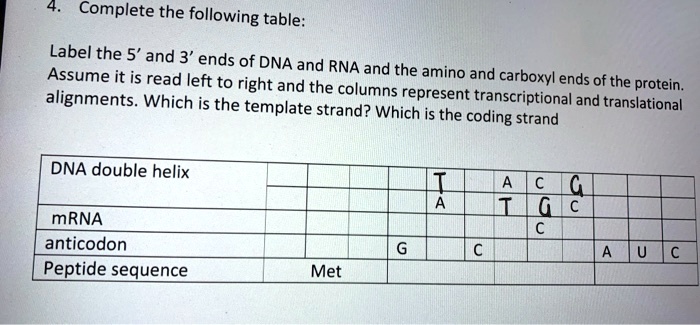 SOLVED: Complete the following table: Label the 5' and 3' ends of DNA ...