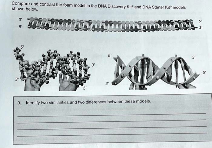 Compare and contrast the foam model to the DNA Discovery Kit and DNA ...
