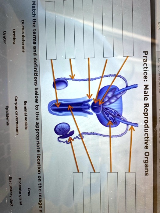 ureter urethra ductus deferens epididymis corpus cavernosum ...