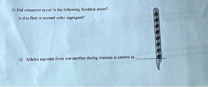 SOLVED: 3) Did crossover occur in the following Sordaria ascus? Is this ...
