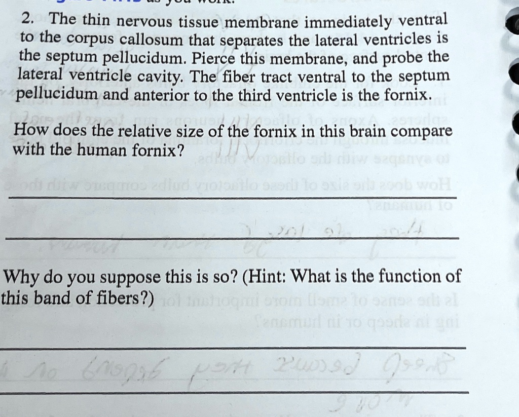 2. The thin nervous tissue membrane immediately ventral to...