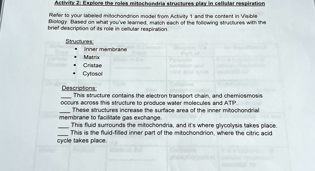 activity 2 explore the roles mitochondria structures play in cellular ...