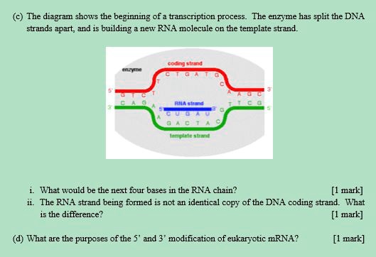 (c) The diagram shows the beginning of a transcription process. The ...