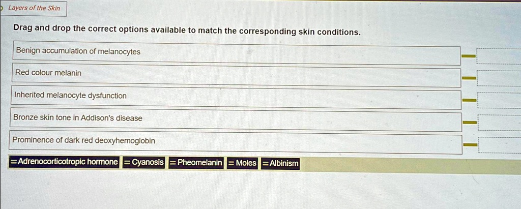 Layers of the Skin Drag and drop the correct options available to match ...
