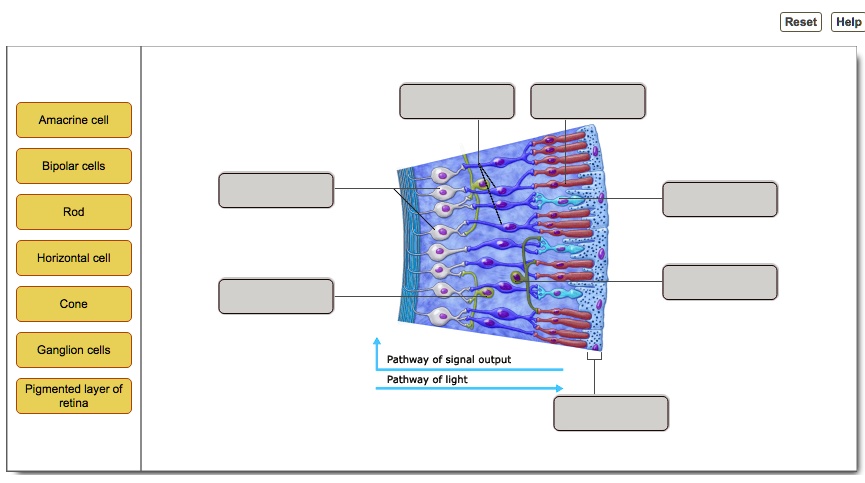 Amacrine cell Bipolar cells Rod Horizontal...