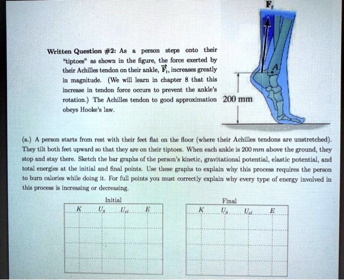 SOLVED: Written Question #2: person steps onto their "tiptoes shown in ...