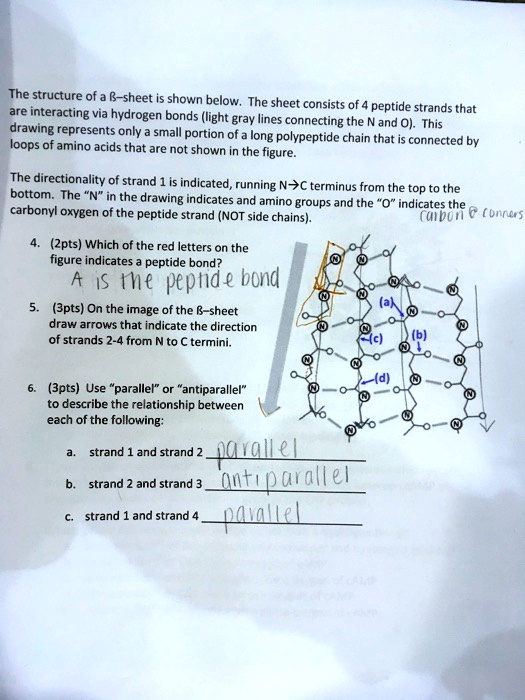 The structure of a B-sheet is shown below. The sheet consists of 4 ...