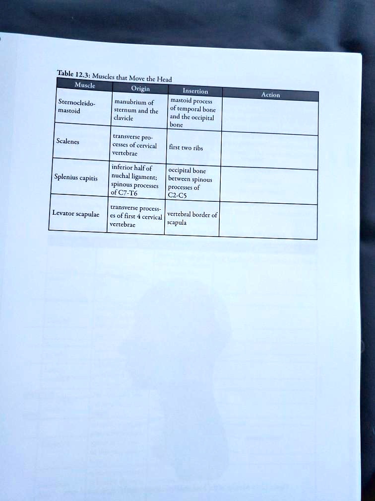 Solved Table 12 3 Muscles That Move The Head Muscle Origin Insertion Sternocleidomastoid