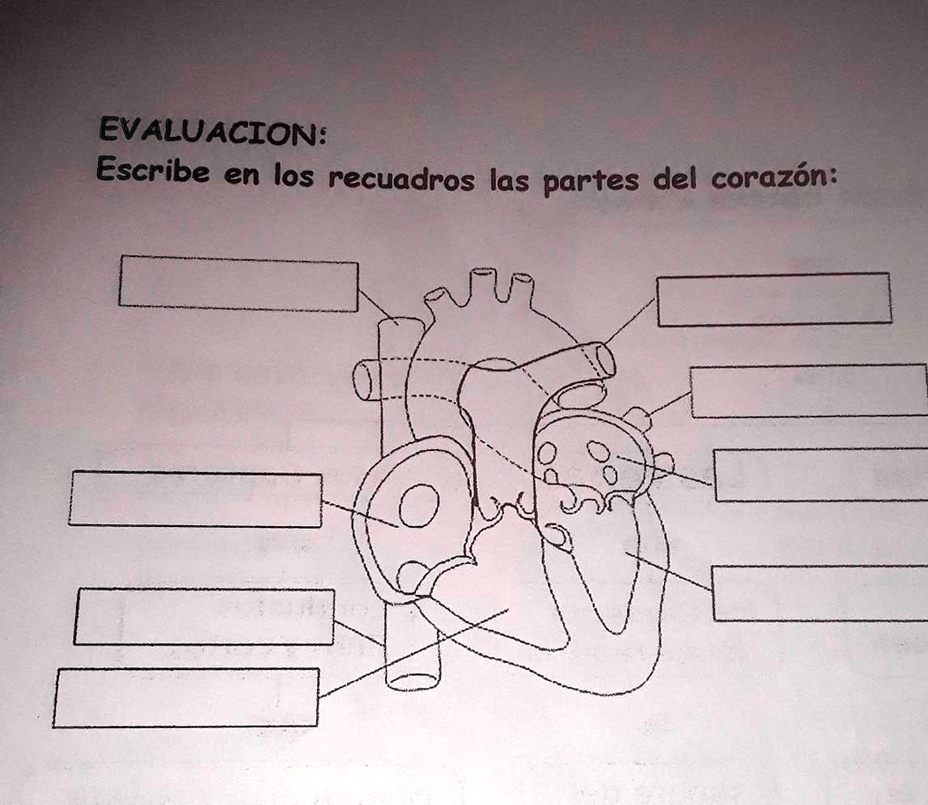 SOLVED: EVALUACION: Escribe en los recuadros las partes del corazón ...