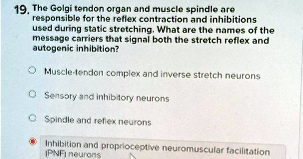 SOLVED: The Golgi tendon organ and muscle spindle are responsible for ...