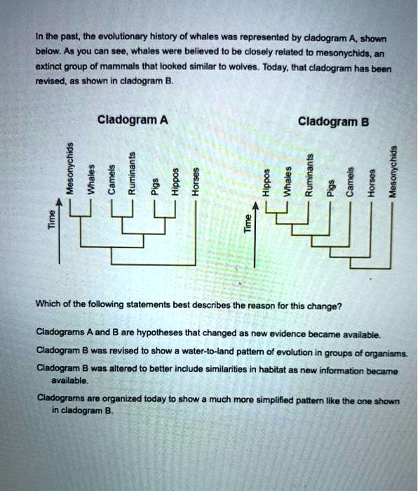 Time Mesonychids Whales Camels Ruminants Pigs Cladogram A In the past ...