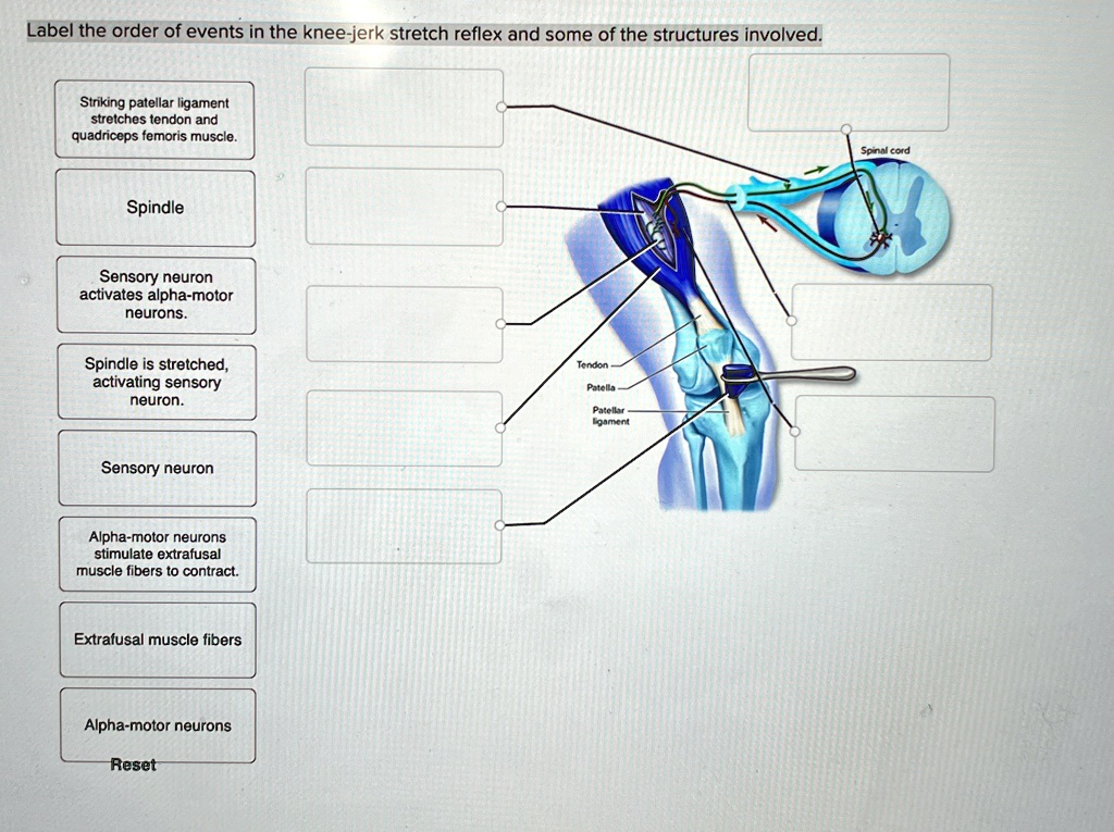 label the order of events in the knee jerk stretch reflex and some of ...