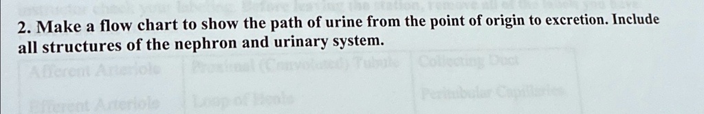 make a flow chart to show the path of urine from the point of origin to ...