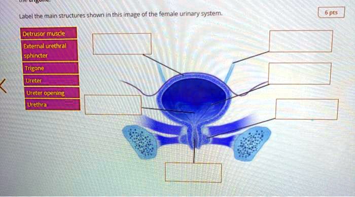 SOLVED: Label the main structures shown in this image of the female ...