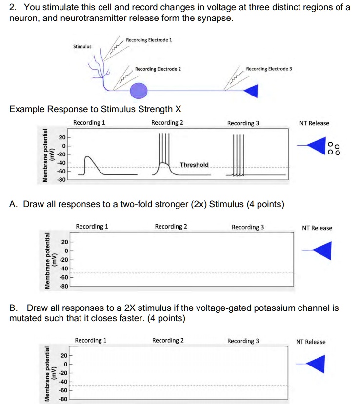 2. You stimulate this cell and record changes in voltage at three distinct regions of a neuron ...