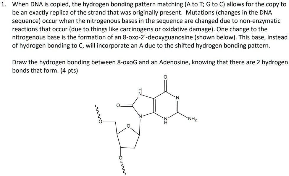 SOLVED: When DNA is copied, the hydrogen bonding pattern matching (A to ...