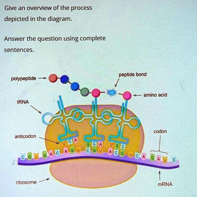 SOLVED: "give an overview of the process depicted in the diagram Give an overview of the process ...
