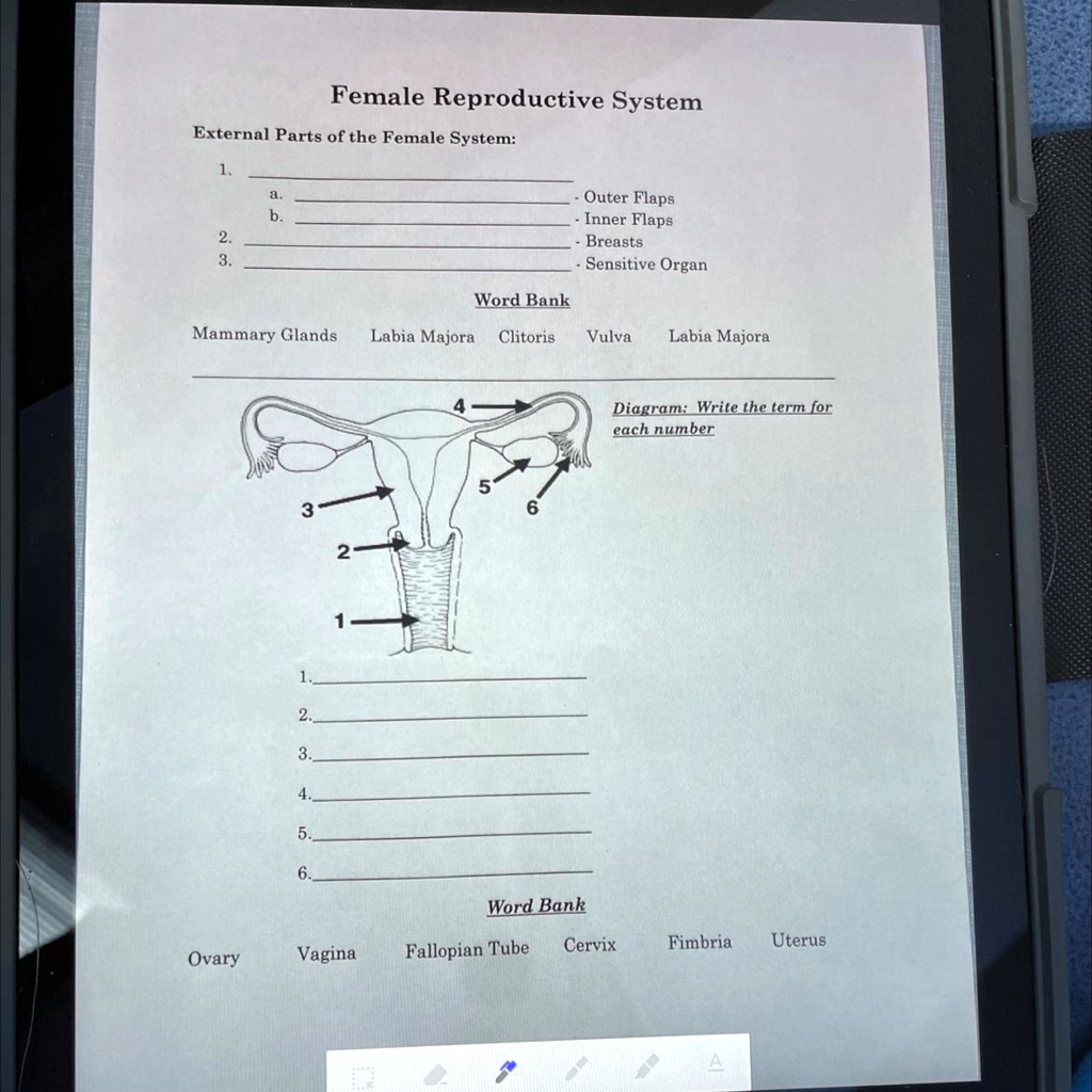 help health clasd female reproductive system female reproductive system ...