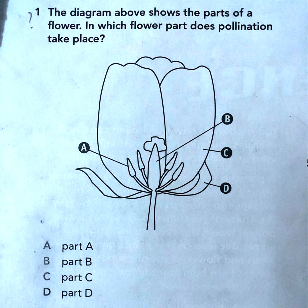 1 The diagram above shows the parts of a flower. In which flower part ...