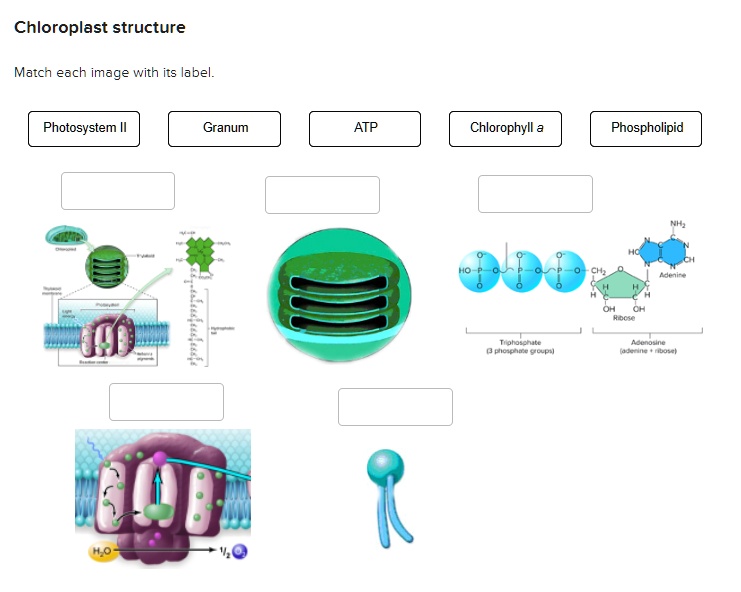 Chloroplast structure Match each image with its label. Photosystem II ...