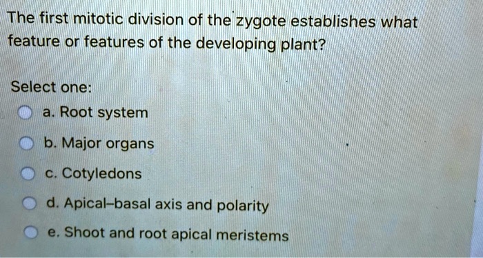 the first mitotic division of the zygote establishes what feature or ...