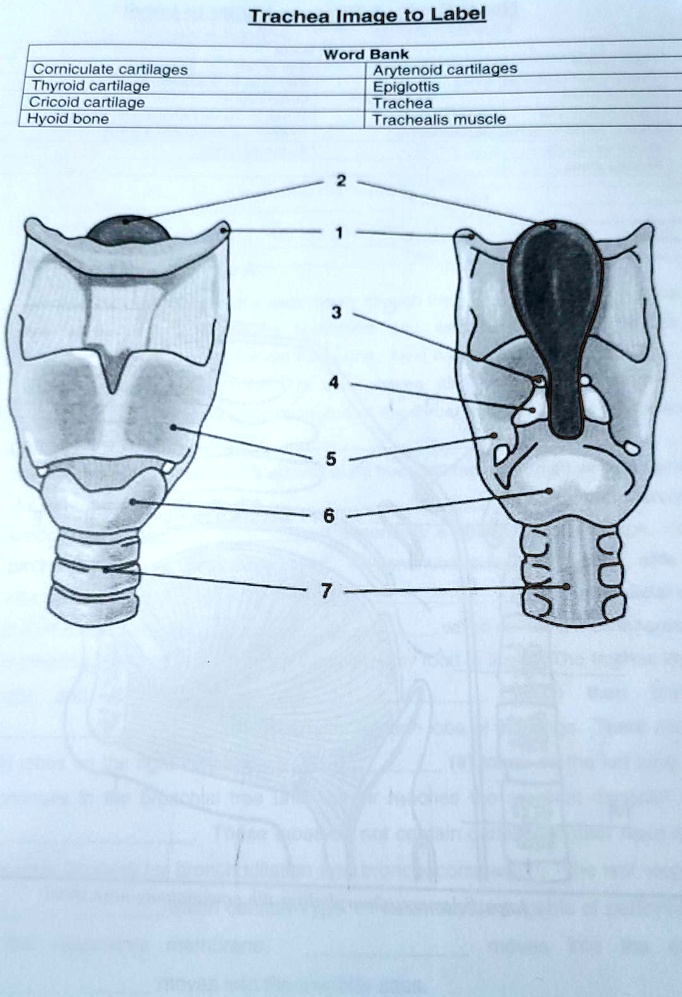 SOLVED: Please help me label the trachea using the word bank. Trachea ...