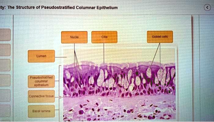 ity: The Structure of Pseudostratified Columnar Epithelium Lumen ...
