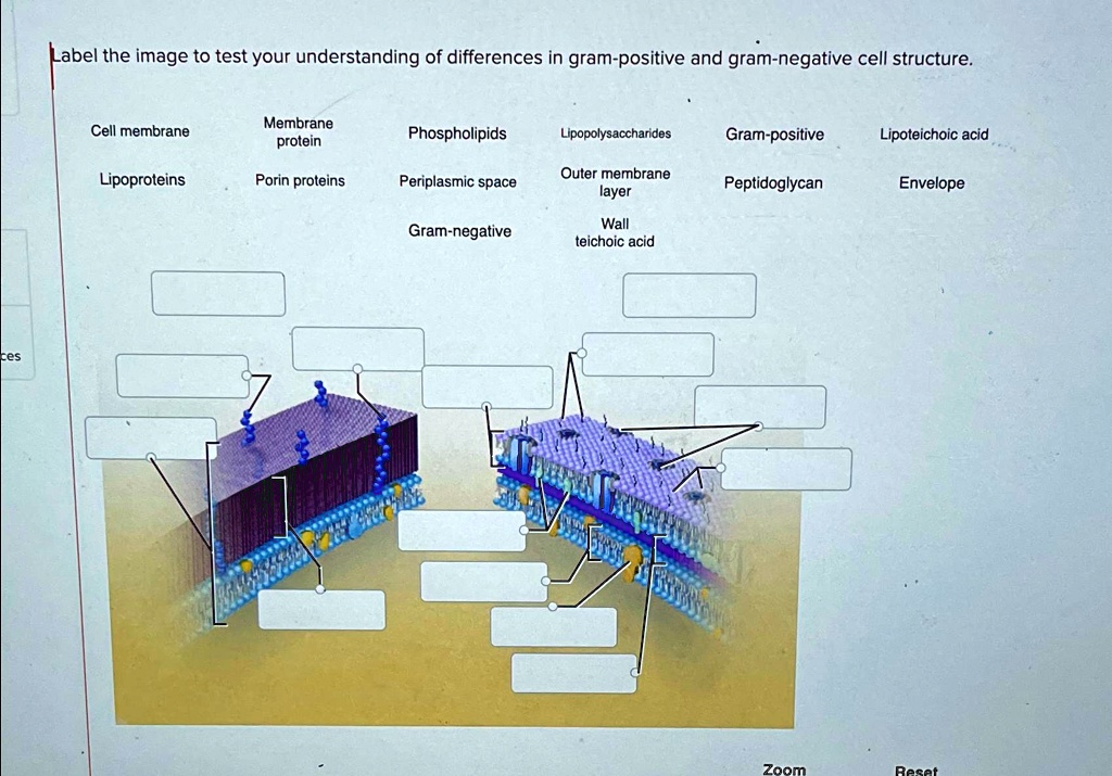 Label the image to test your understanding of differences in gram ...