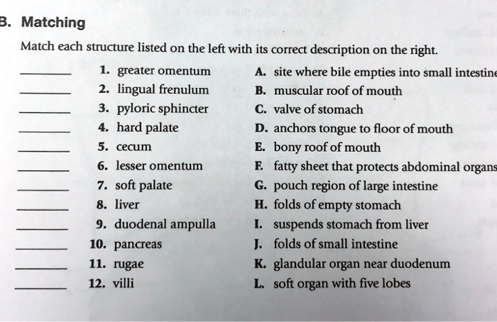 SOLVED: B. Matching: Match each structure listed on the left with its correct description on the ...