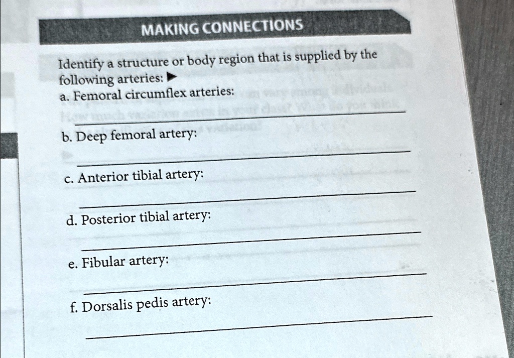 MAKING CONNECTIONS Identify a structure or body region that is supplied ...