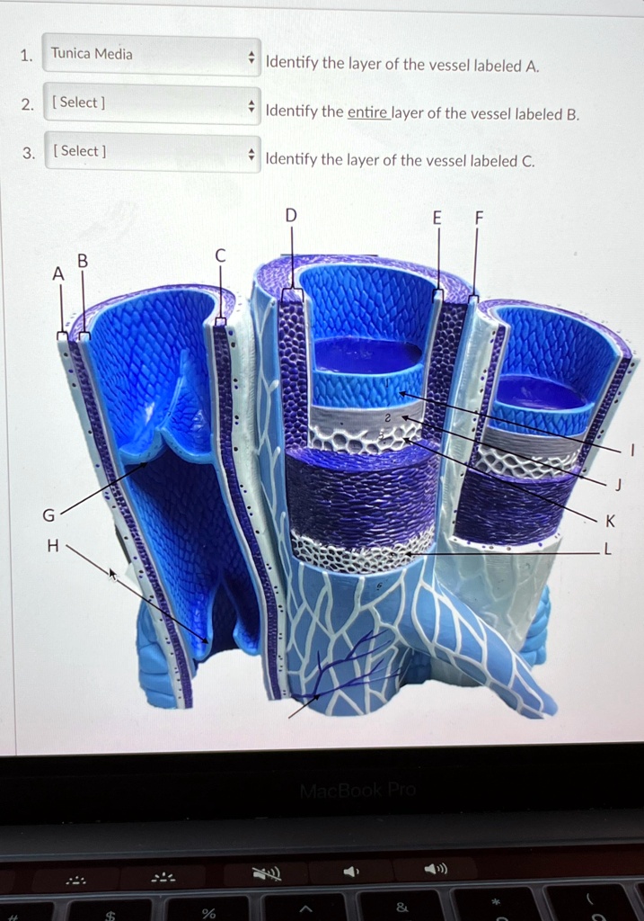 SOLVED: Identify the layer of the vessel labeled A. Identify the entire layer of the vessel ...