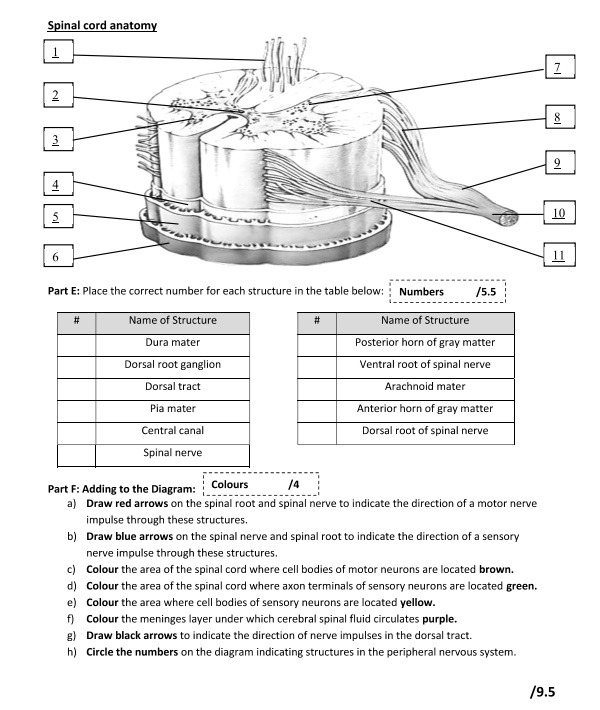 spinal cord anatomy part e place the correct number for each structure ...