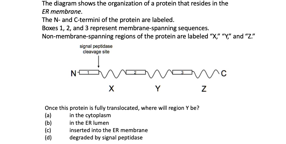 the diagram shows the organization of a protein that resides in the er ...