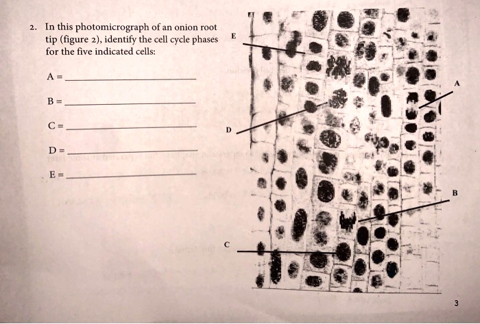 SOLVED: In this photomicrograph ofan onion root tip (figure = 2 ...