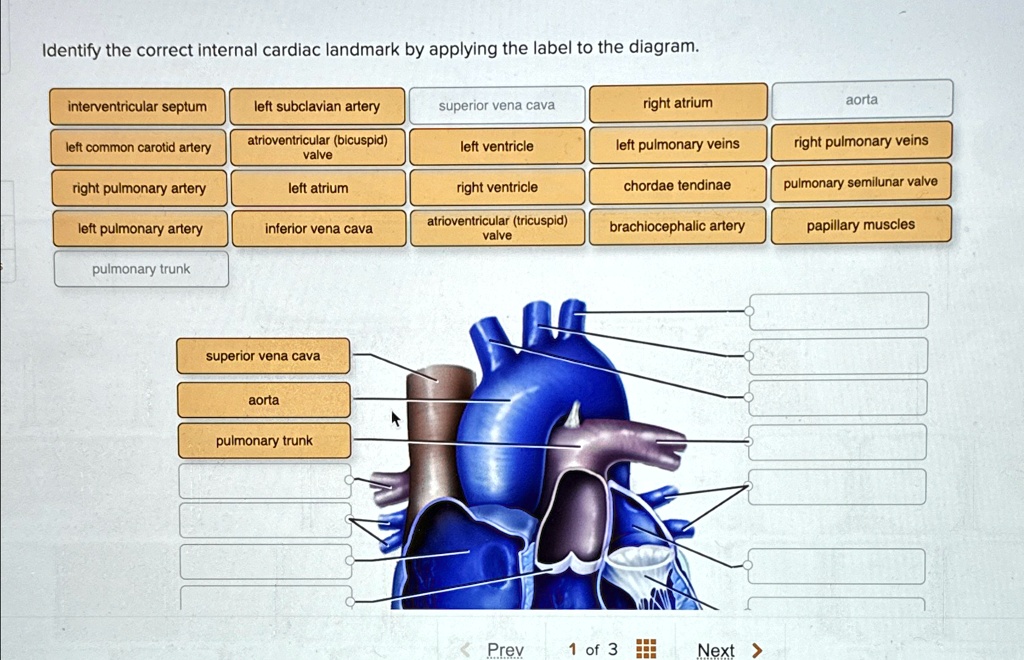 Identify the correct internal cardiac landmark by applying the label to ...