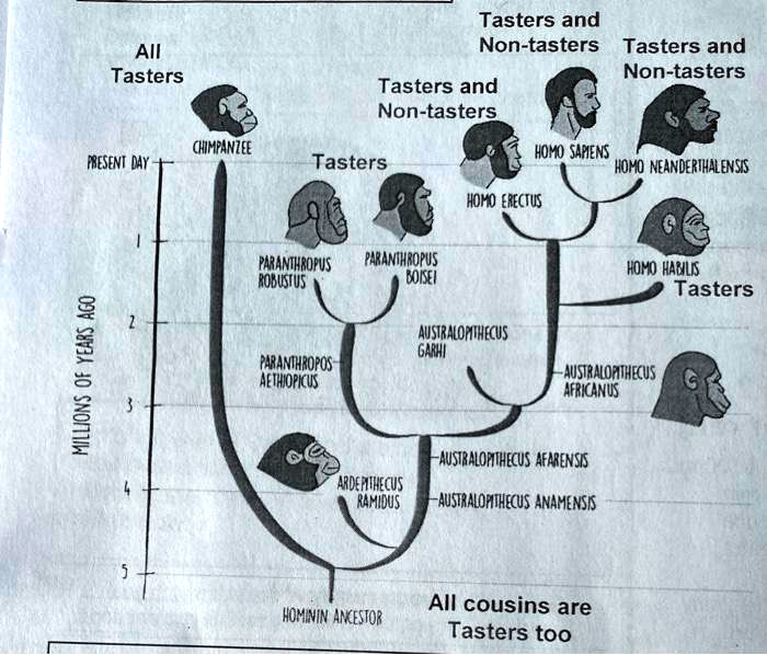 SOLVED:Tasters and Non-tasters Tasters and Non-tasters Tasters and Non ...