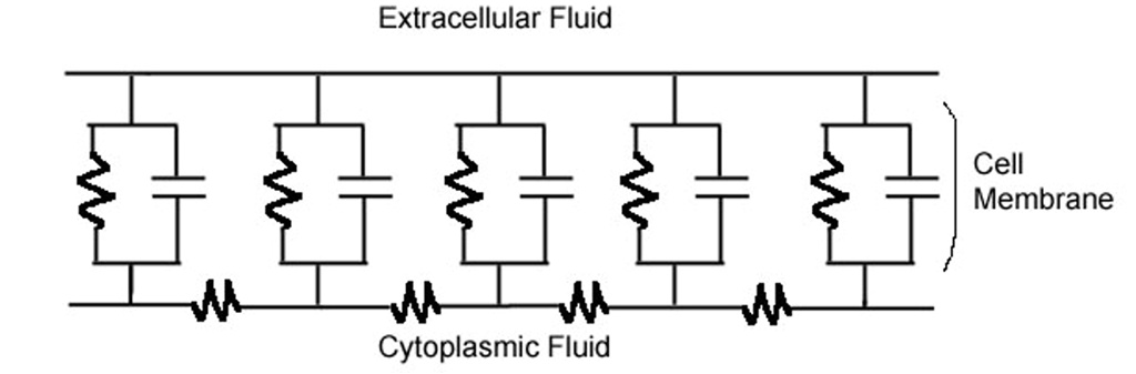 SOLVED: The electrical equivalent circuit can be used to represent a ...