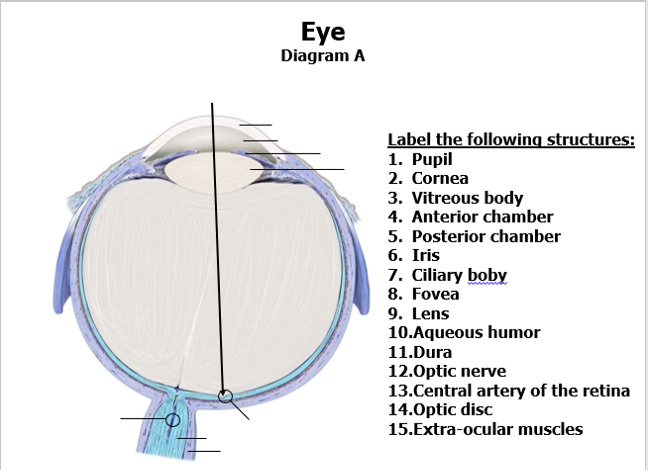 SOLVED: Please help fill out the different parts of the eye as labeled ...