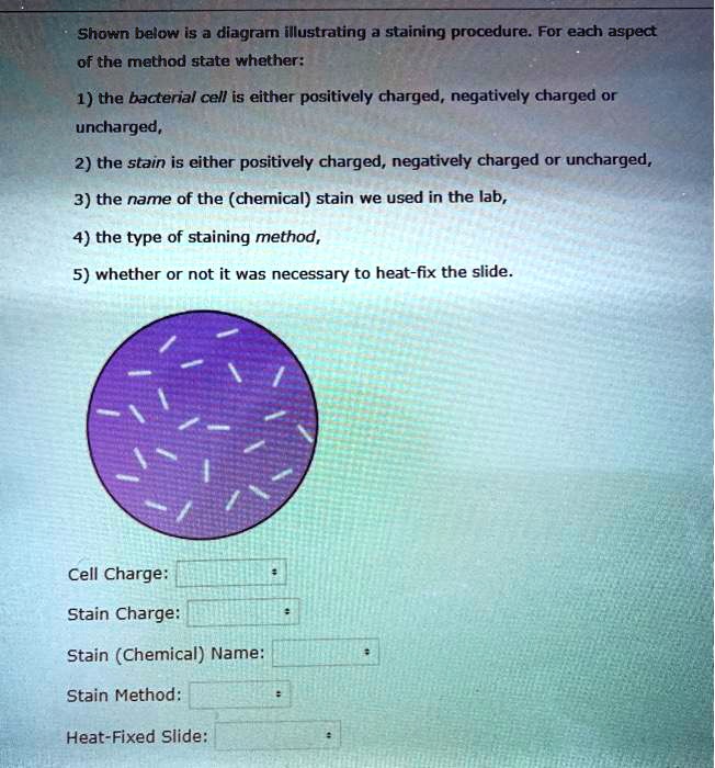 Shown below is a diagram illustrating a staining procedure. For each ...