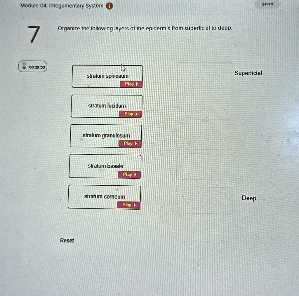 SOLVED: Module 04: Integumentary System Saved Organize the following ... SOLVED: Module 04: Integumentary System Saved Organize the following ...