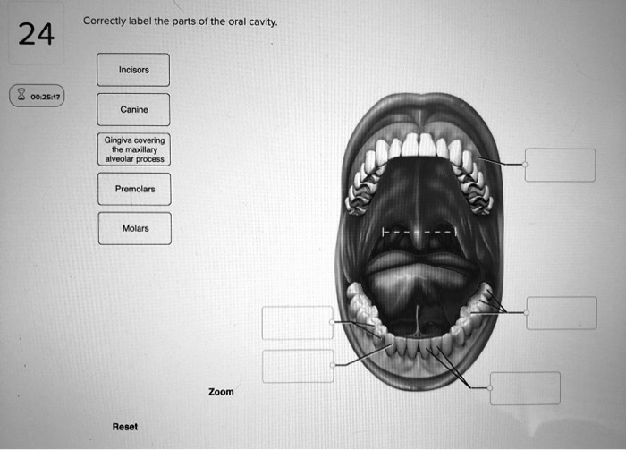 Correctly label the parts of the oral cavity 24 Incisors 00.25:17 ...