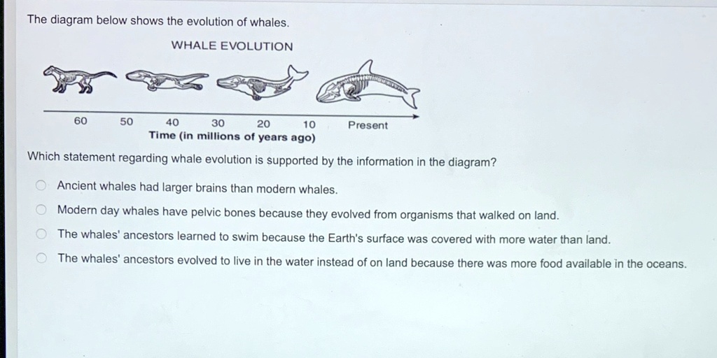 The diagram below shows the evolution of whales. WHALE EVOLUTION 60 50 ...