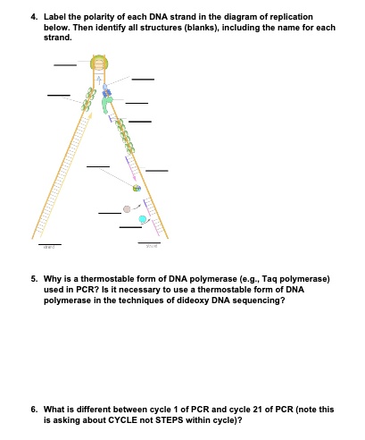 label the polarity each dna strand diagram of replication below then ...