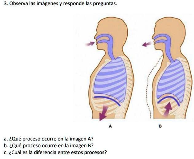 SOLVED: ayuda por favorrrrr doy corona 3. Observa las imágenes responde ... SOLVED: ayuda por favorrrrr doy corona 3. Observa las imágenes responde ...